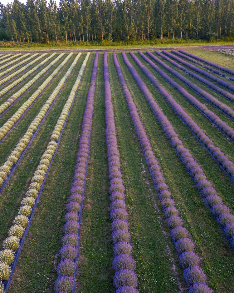 Visit the Flower Farm – neob niagara