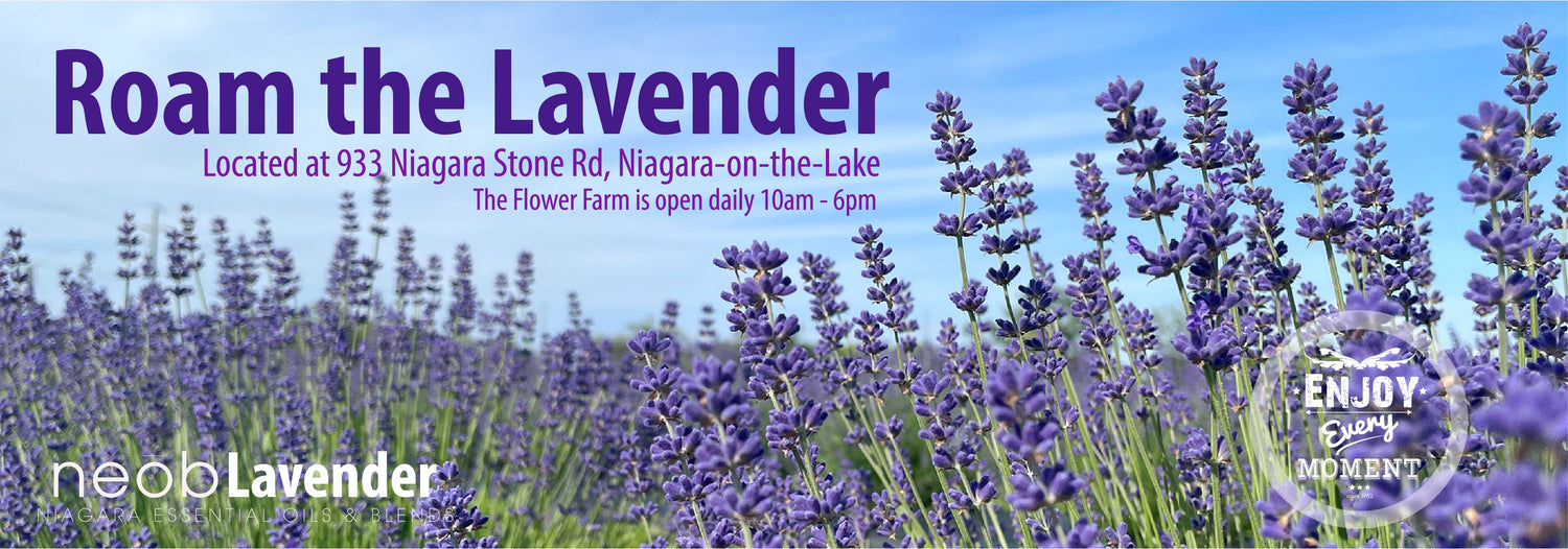 neōb Lavender - Niagara Essential Oils and Blends – neob niagara