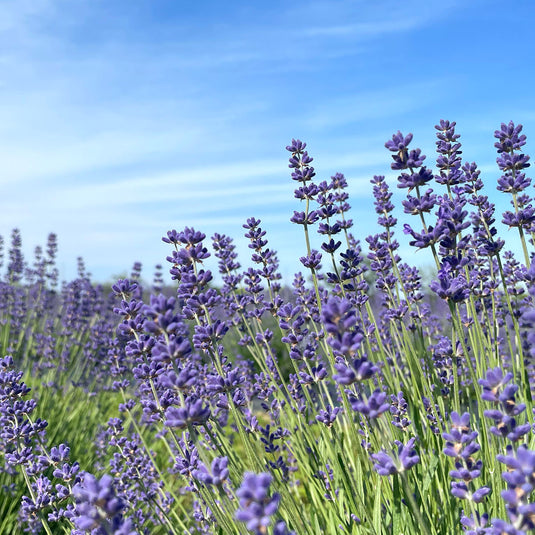 Visit the Flower Farm – neob niagara